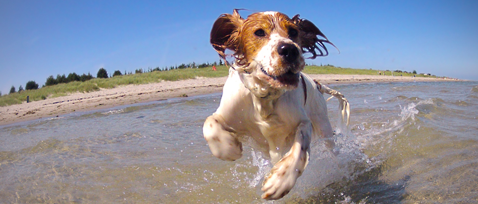 Are My Dogs Playing Too Rough