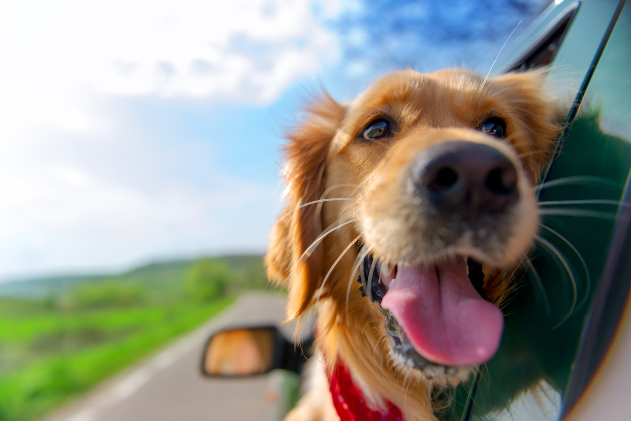 5 Easy Tips for Keeping Your Dog Safe in the Car - Hot Dog on a Leash