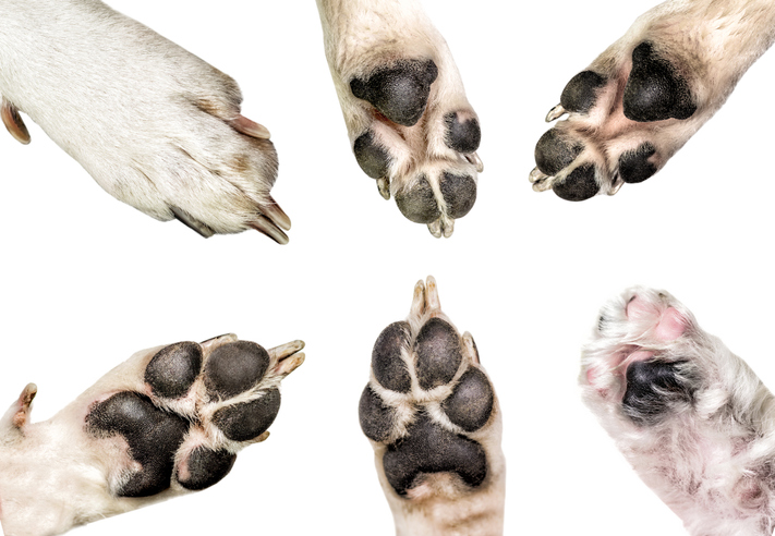 Summer Heat Can Be Tough On Your Dog’s Paws - Hot Dog on a Leash