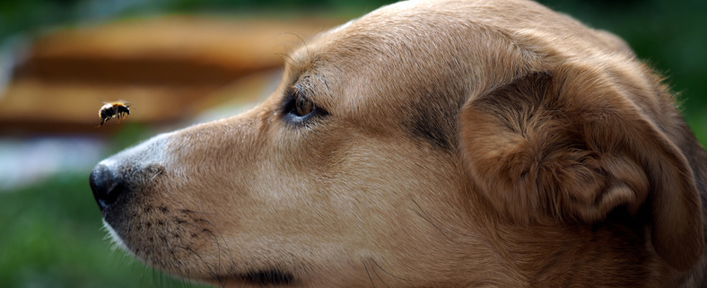 Dog Stung by a Bee? Here’s What You Should Know. - Hot Dog on a Leash