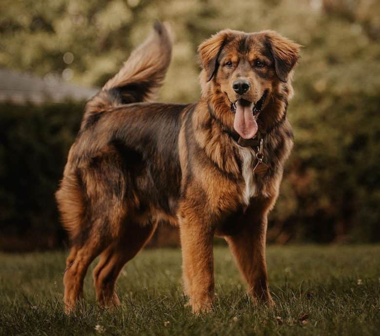 Spotlight Breed Golden Mountain Dog Hot Dog On A Leash