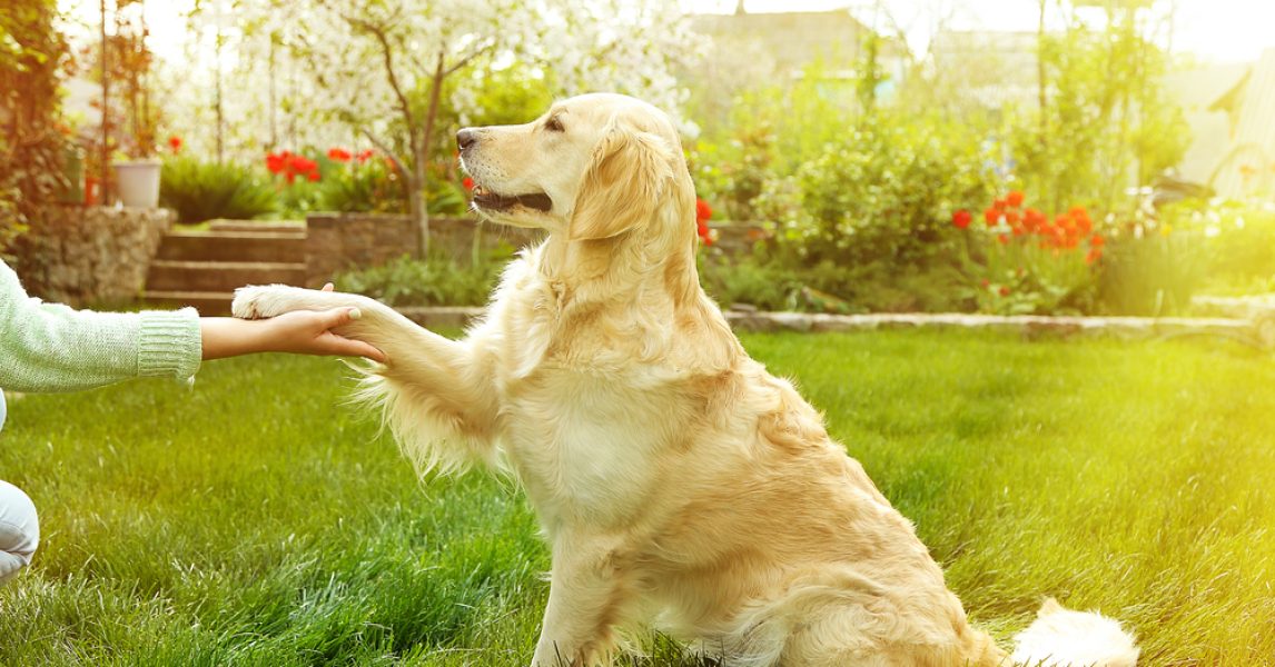 Teaching Your Dog to Shake - Hot Dog on a Leash