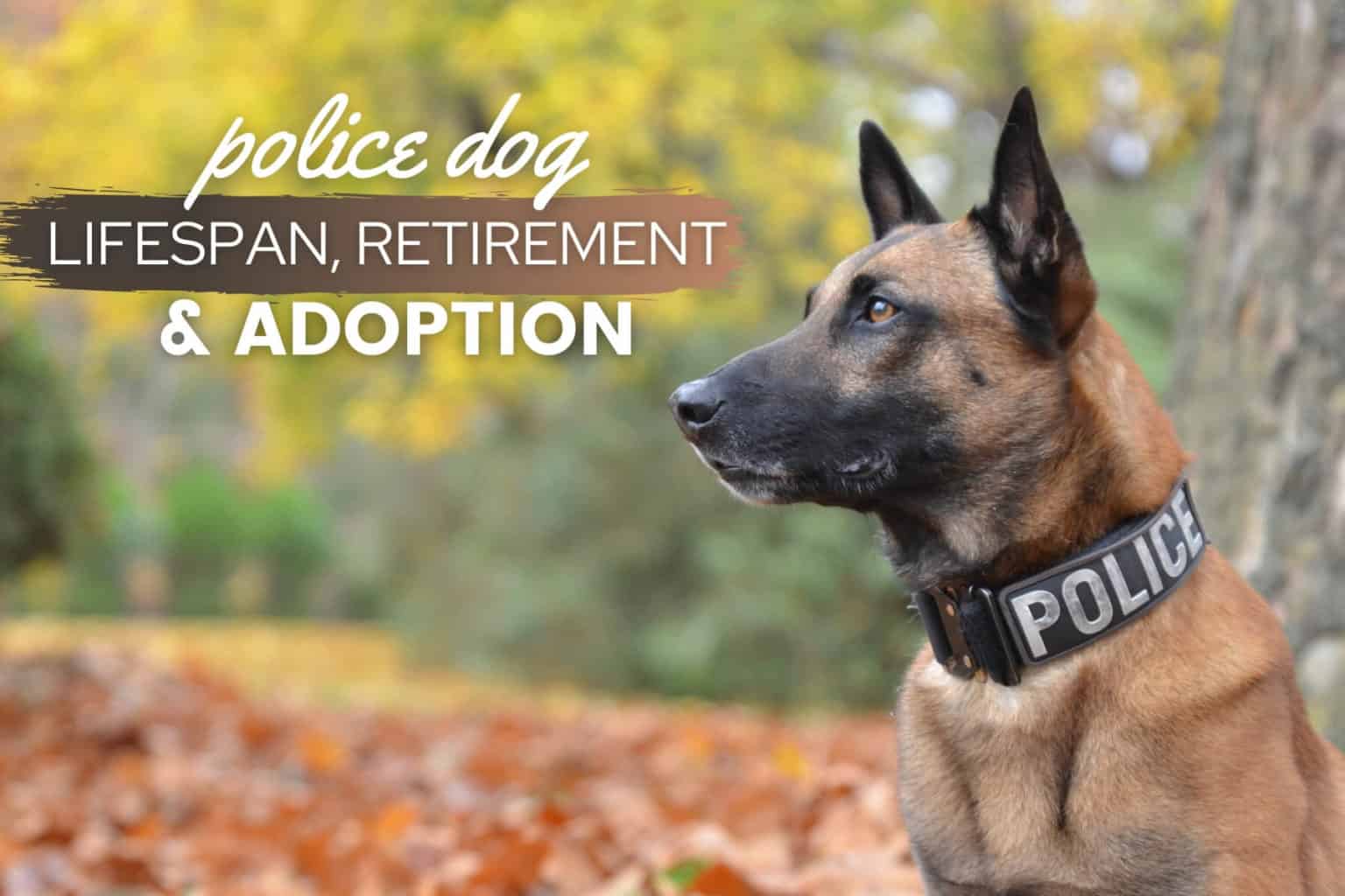 Police Dogs What Happens After Retirement Hot Dog On A Leash